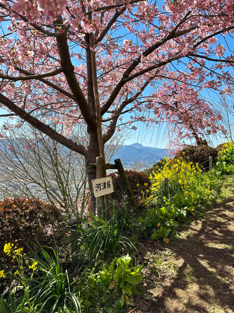 フォトギャラリー② あぐりパーク嵯峨山苑 | 内藤園－松田山みかんの里 内藤園 ＆ あぐりパーク嵯峨山苑